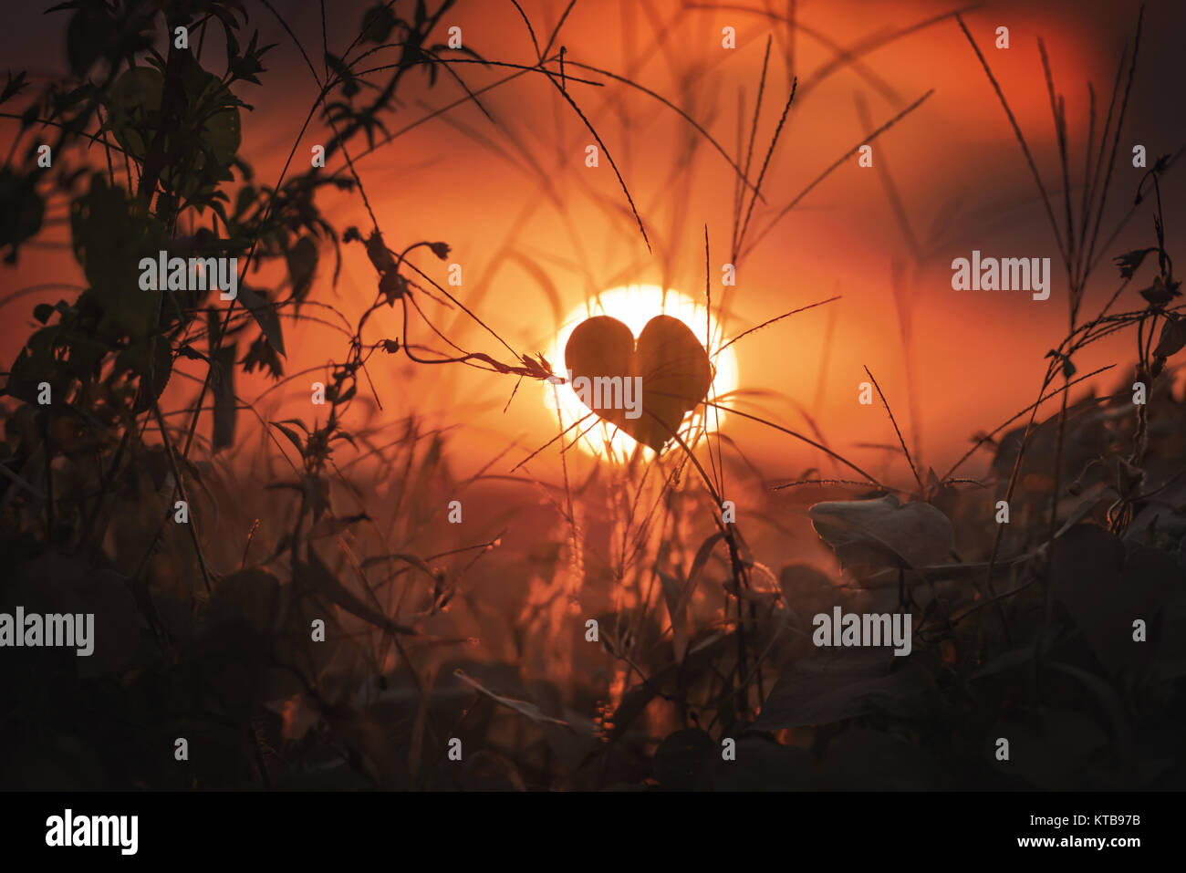 The Heart Of Nature Stock Photo - Alamy