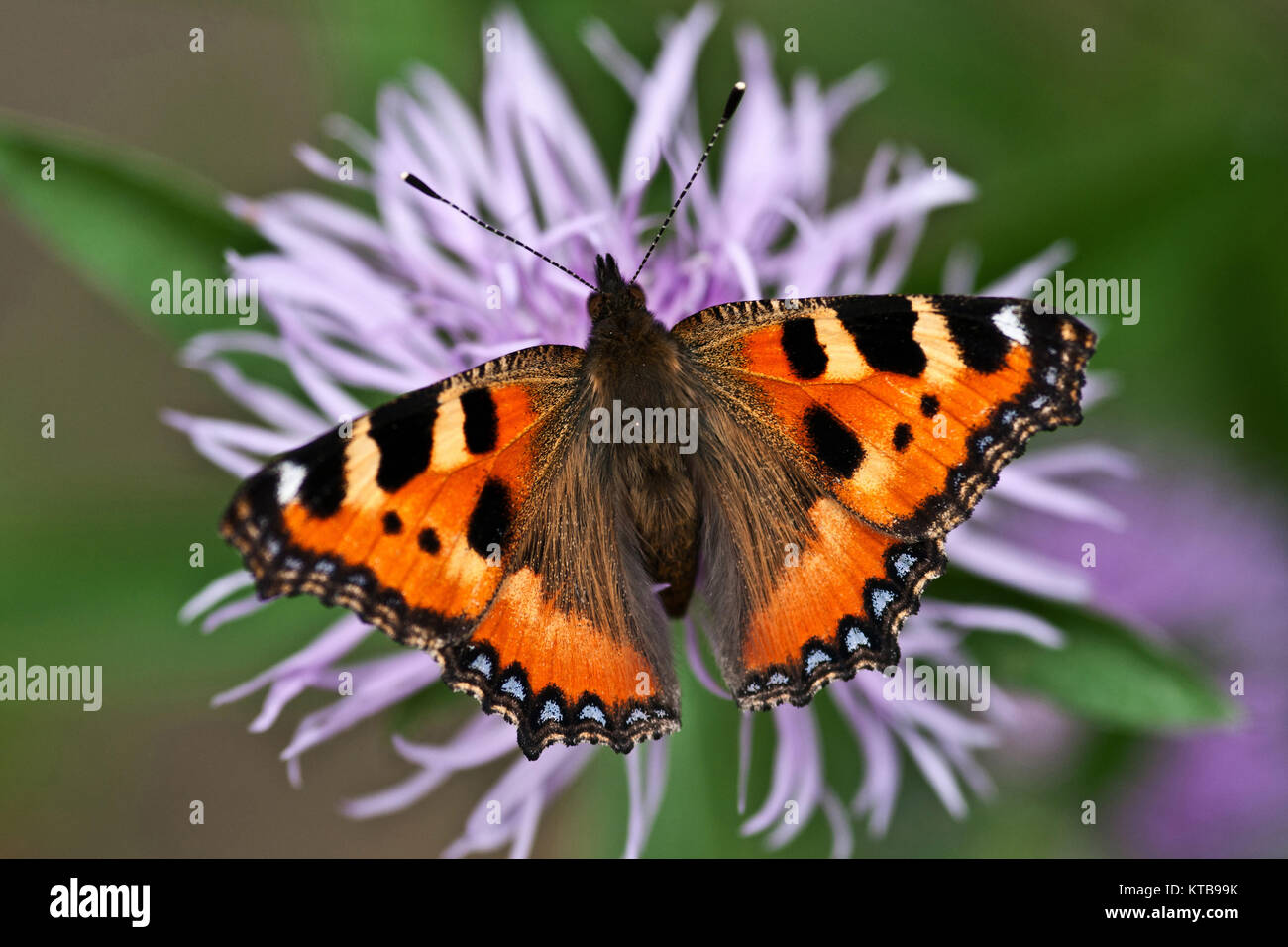 Sythen hi-res stock photography and images - Alamy
