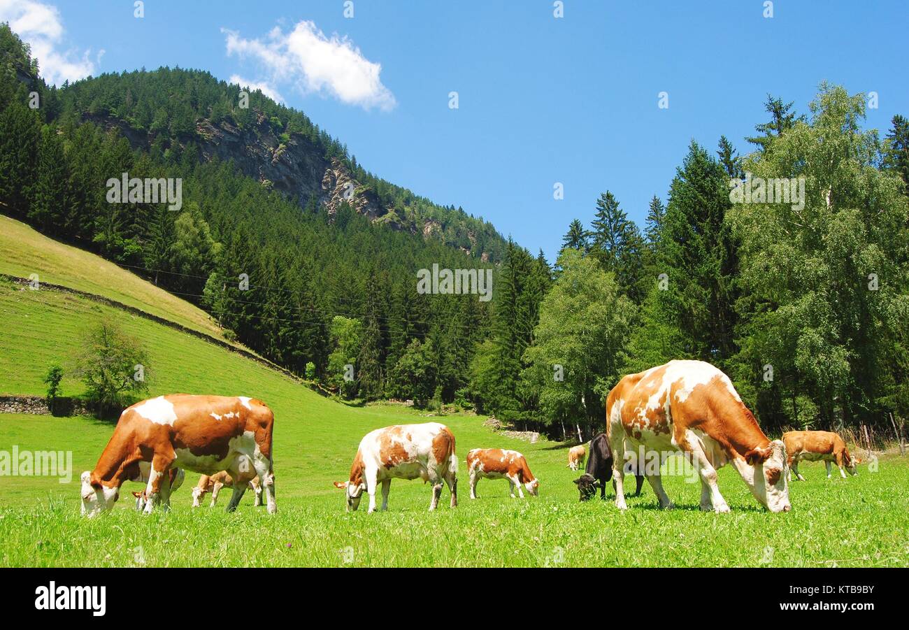 Tyrol grey cattle hi-res stock photography and images - Alamy
