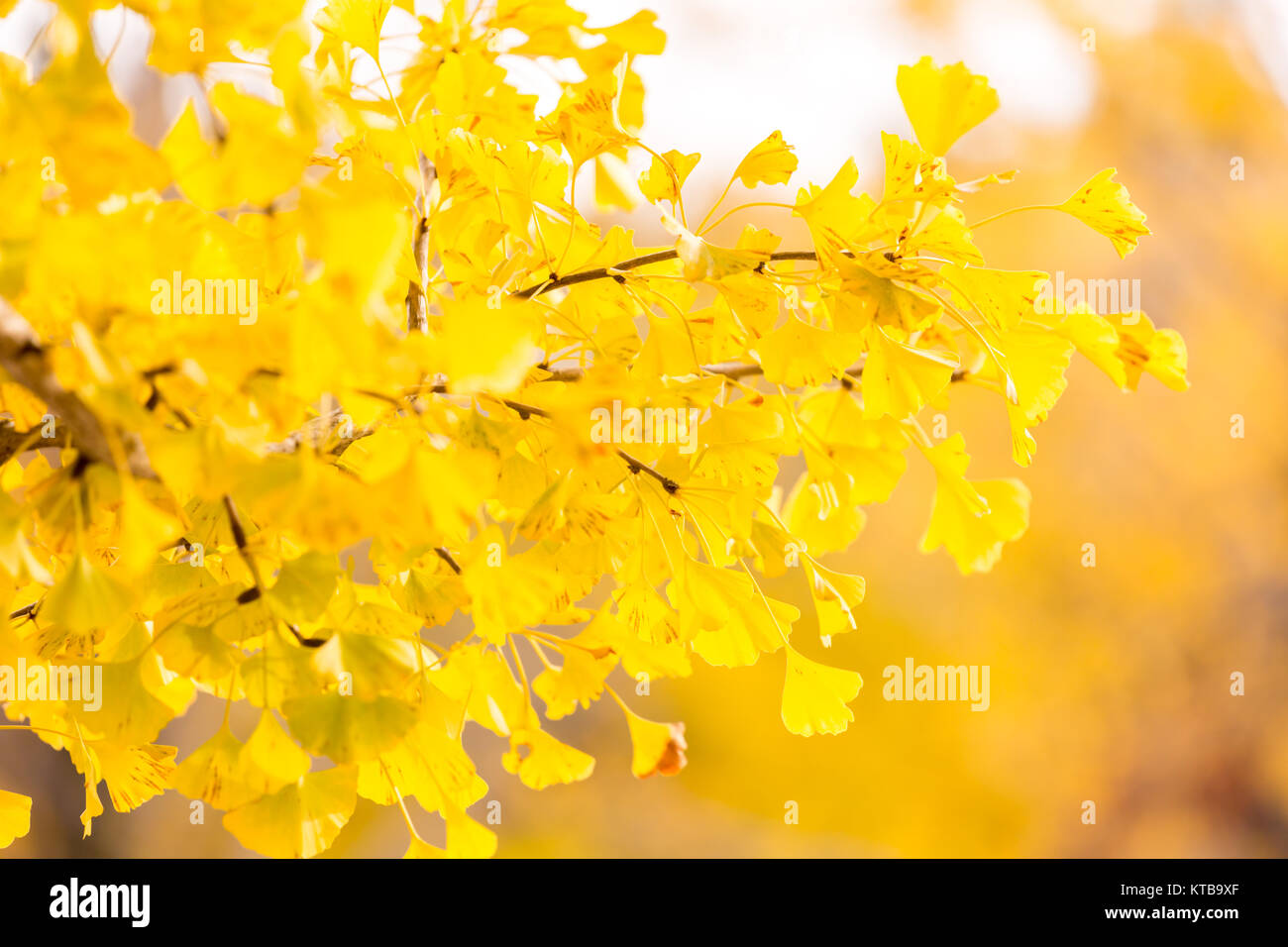 Ginkgo trees Autumn Stock Photo - Alamy