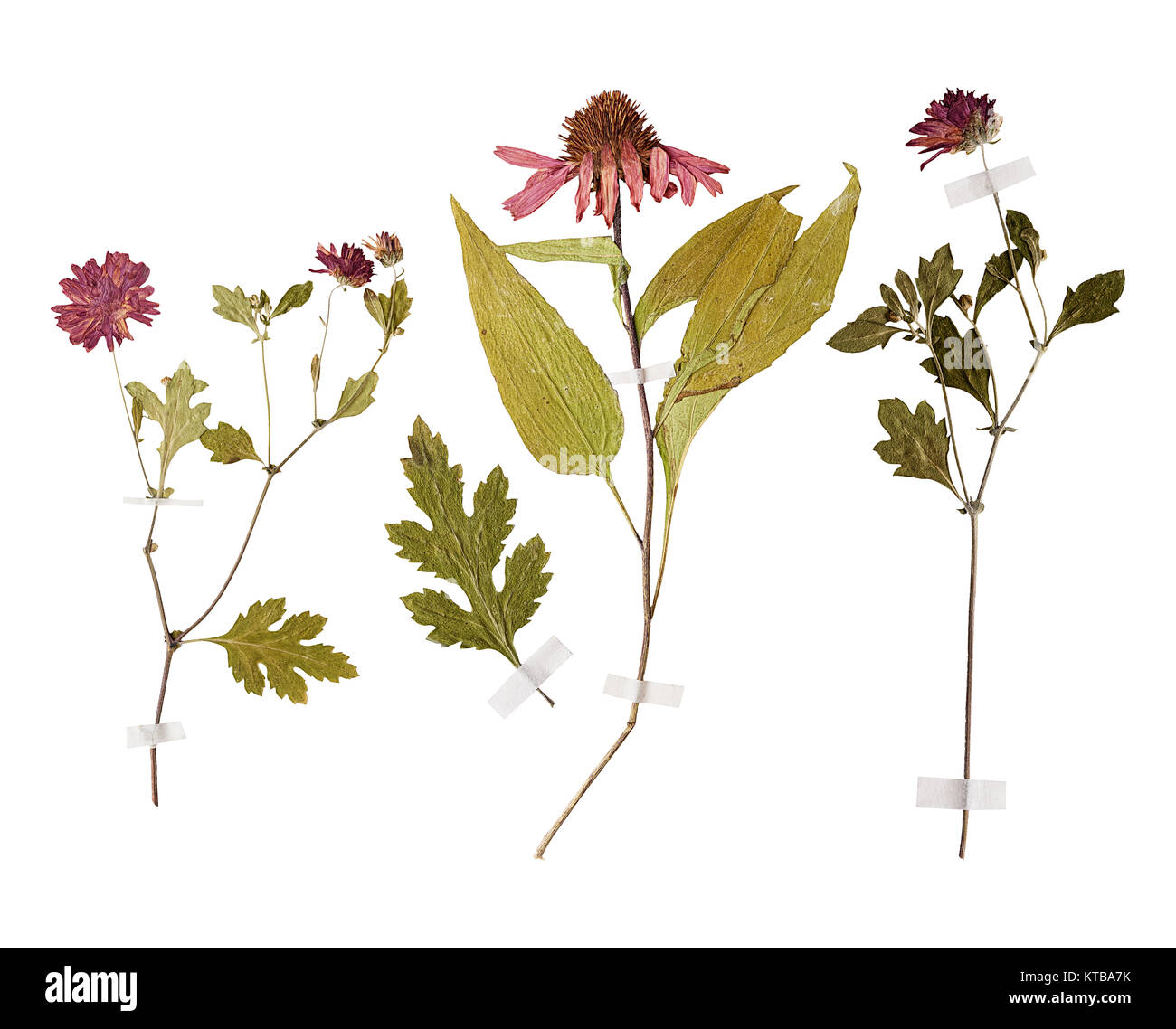 Set of wild dry pressed flowers and leaves Stock Photo - Alamy