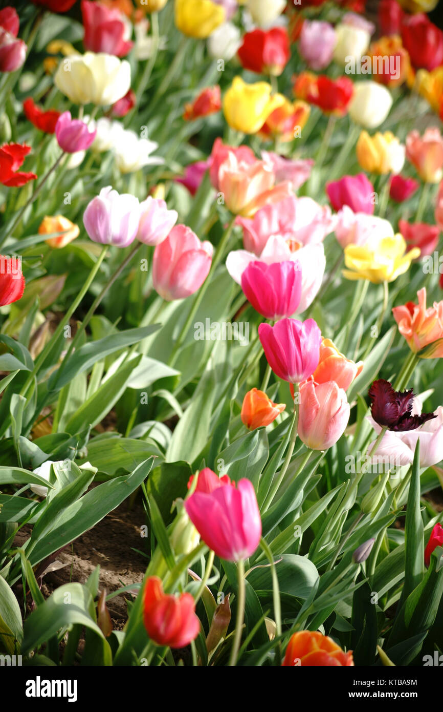 colorful tulip field Stock Photo - Alamy colorful tulip field Stock Photo - Alamy
