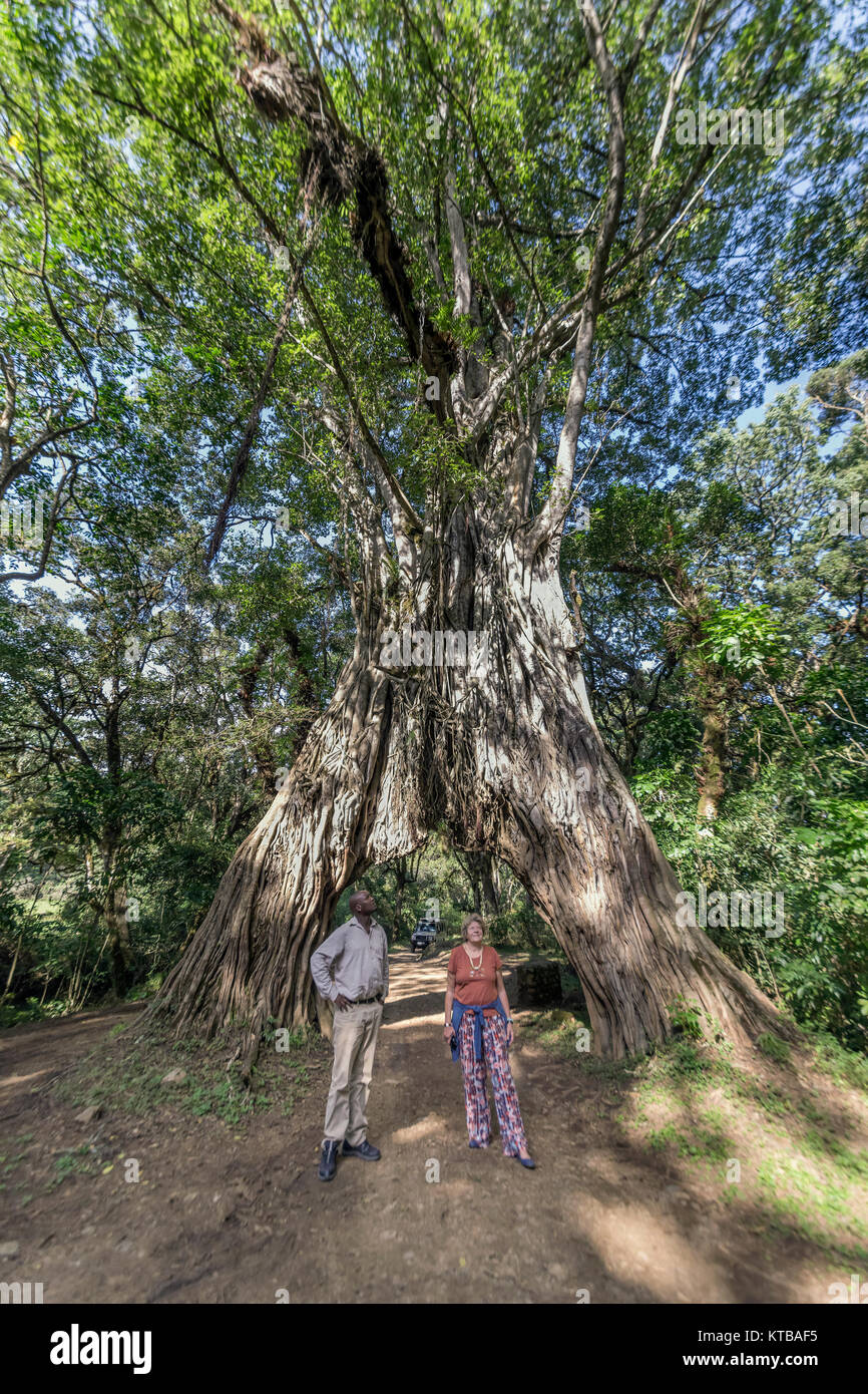 Large fig tree hi-res stock photography and images - Alamy