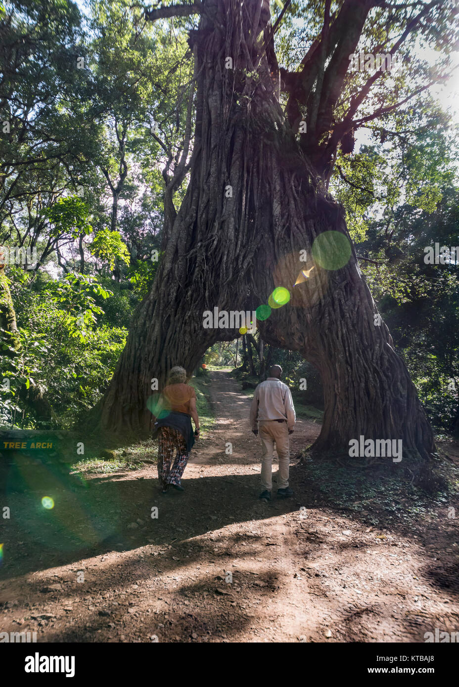 Fig tree arch hi-res stock photography and images - Alamy