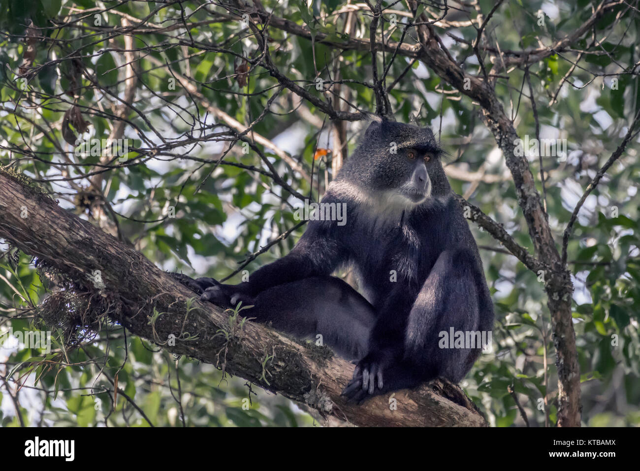 Blue monkey (Cercopithecus mitis) sitting in a tree, Arusha NP ...