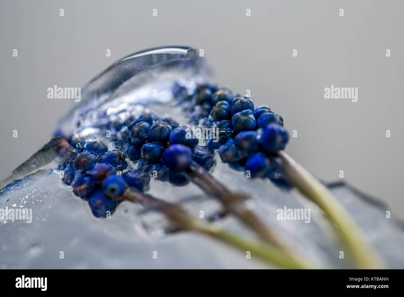 flowers in ice Stock Photo - Alamy