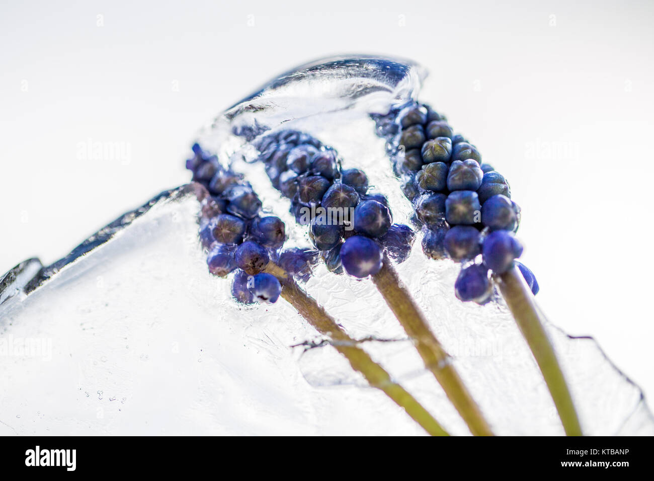 flowers in ice Stock Photo - Alamy
