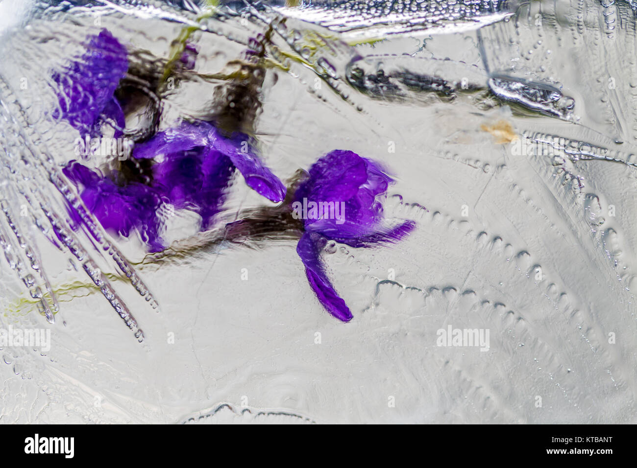 flowers in ice Stock Photo - Alamy