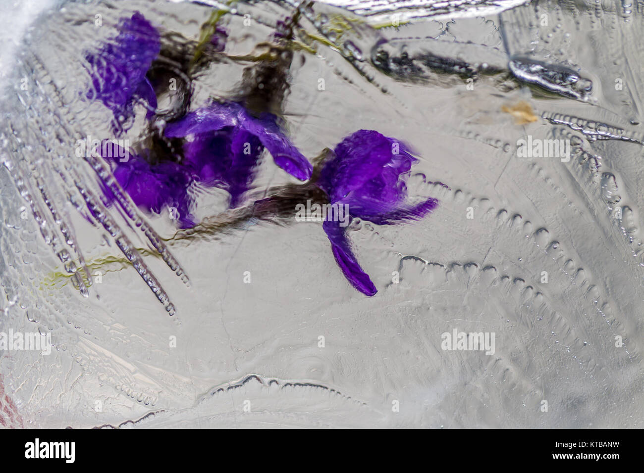 flowers in ice Stock Photo - Alamy