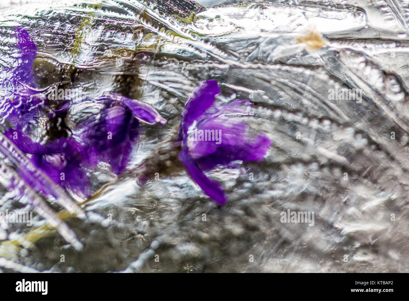 flowers in ice Stock Photo - Alamy