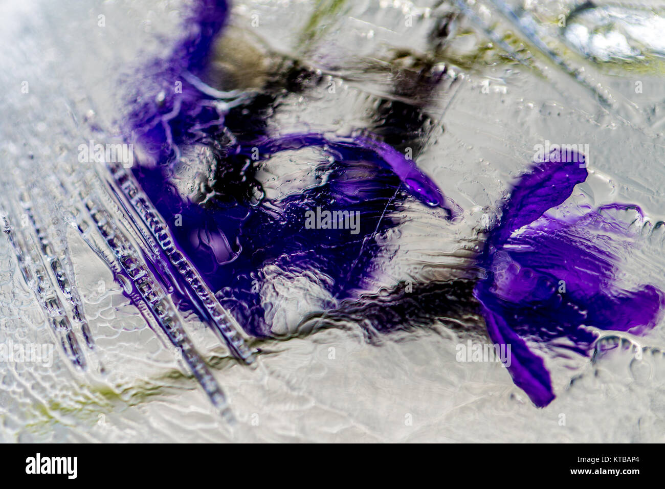 flowers in ice Stock Photo - Alamy