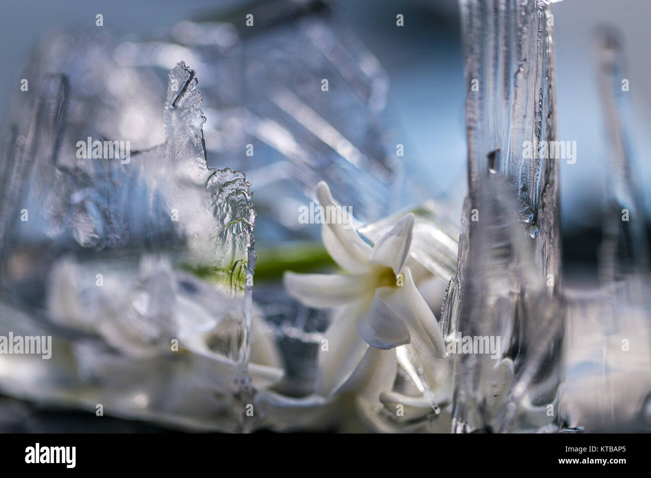 flowers in ice Stock Photo - Alamy