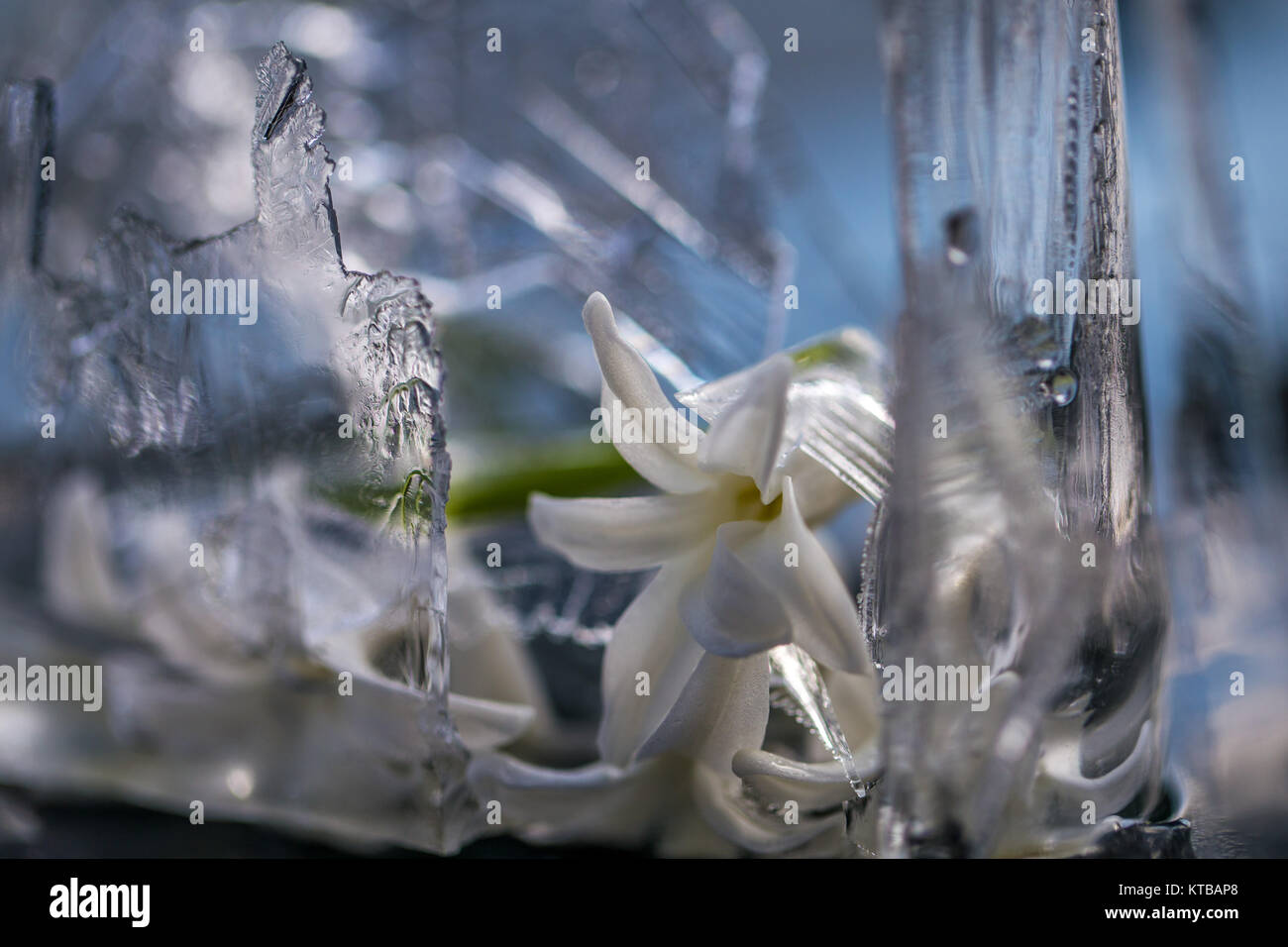 flowers in ice Stock Photo - Alamy