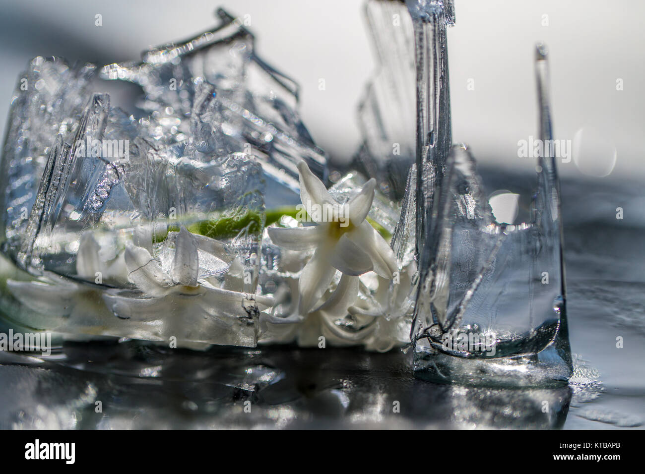 flowers in ice Stock Photo - Alamy