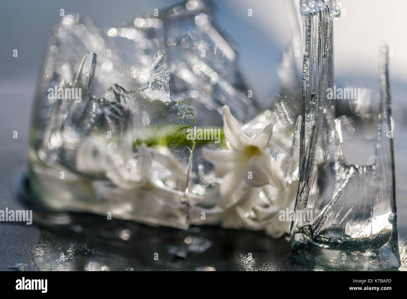 flowers in ice Stock Photo - Alamy