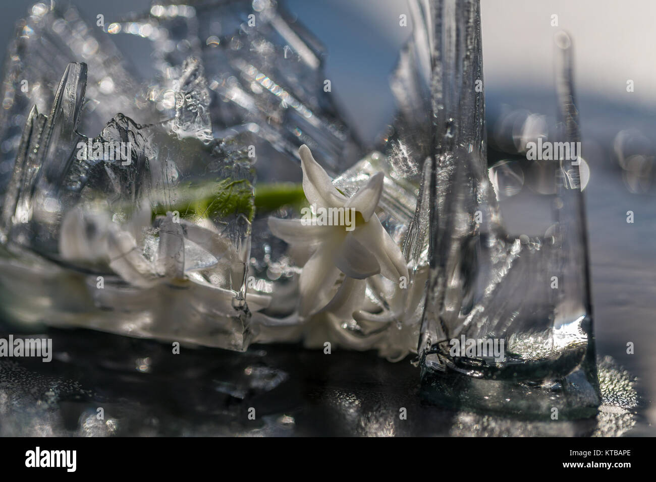 flowers in ice Stock Photo - Alamy