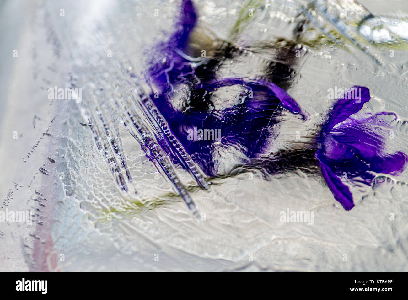 flowers in ice Stock Photo - Alamy