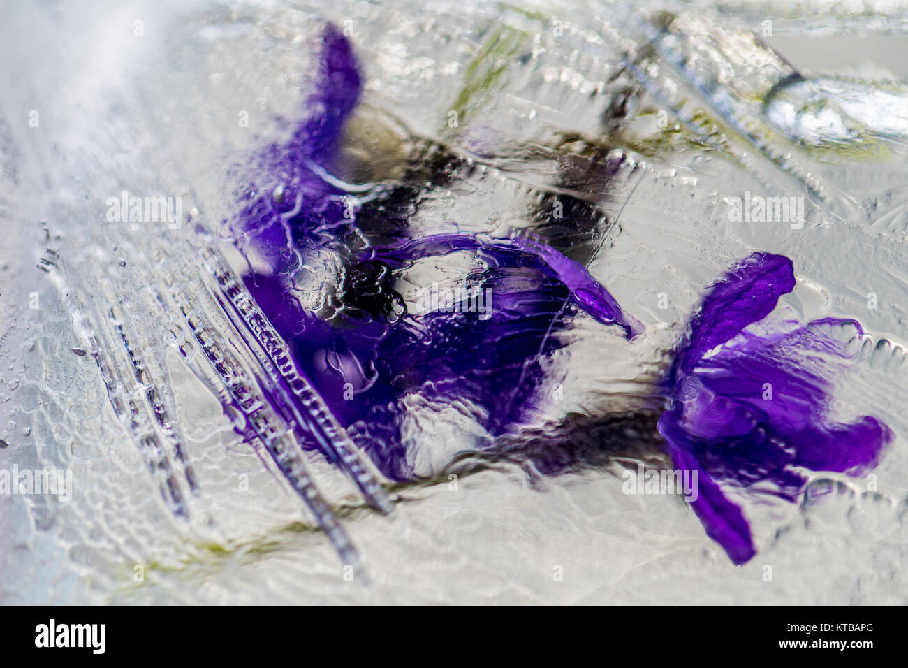 flowers in ice Stock Photo - Alamy