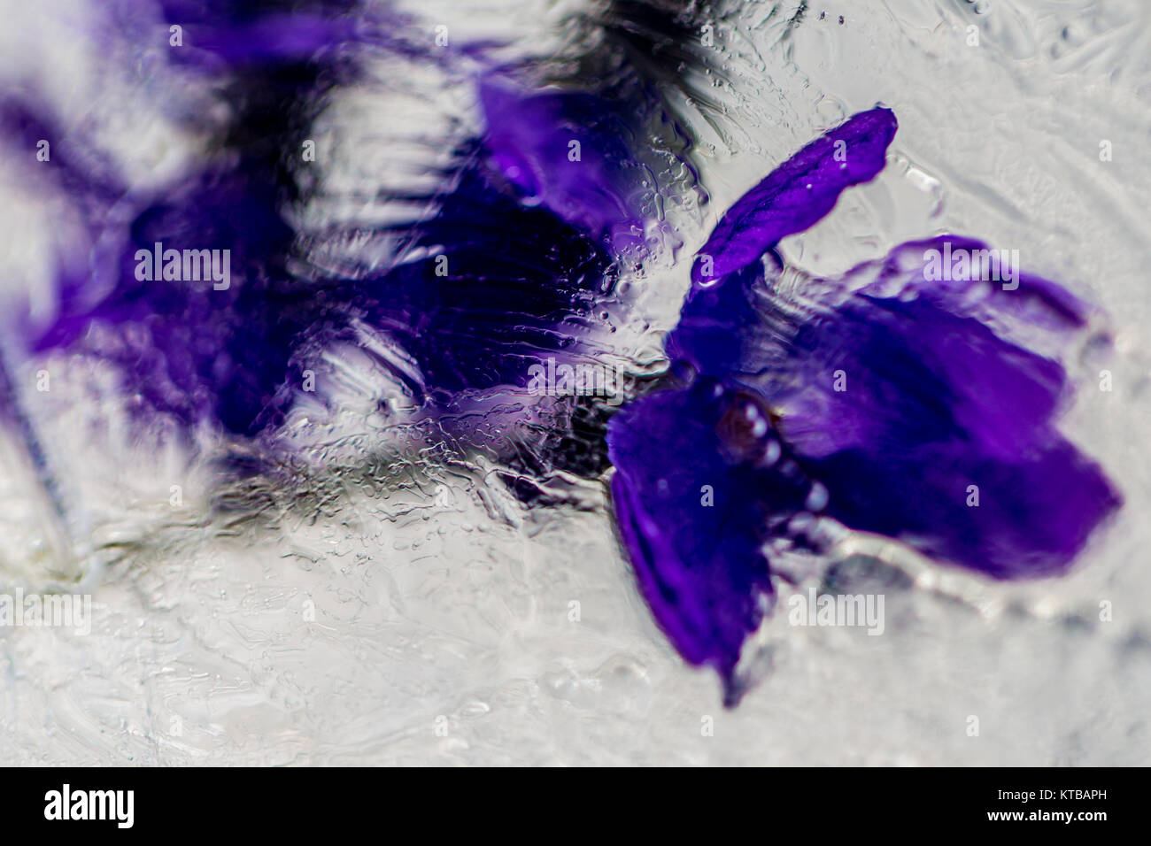 flowers in ice Stock Photo - Alamy