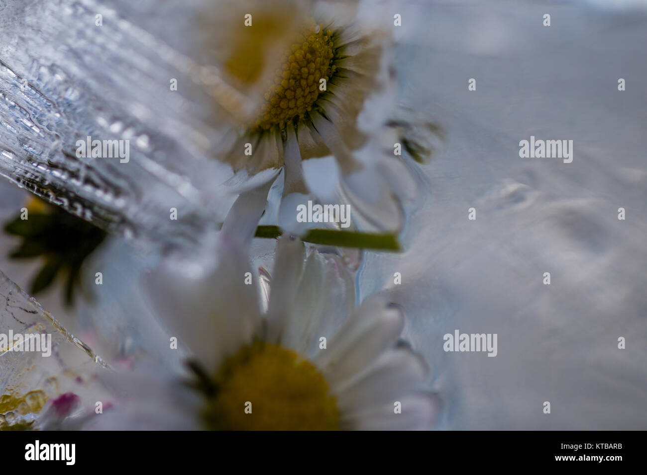 flowers in ice Stock Photo - Alamy