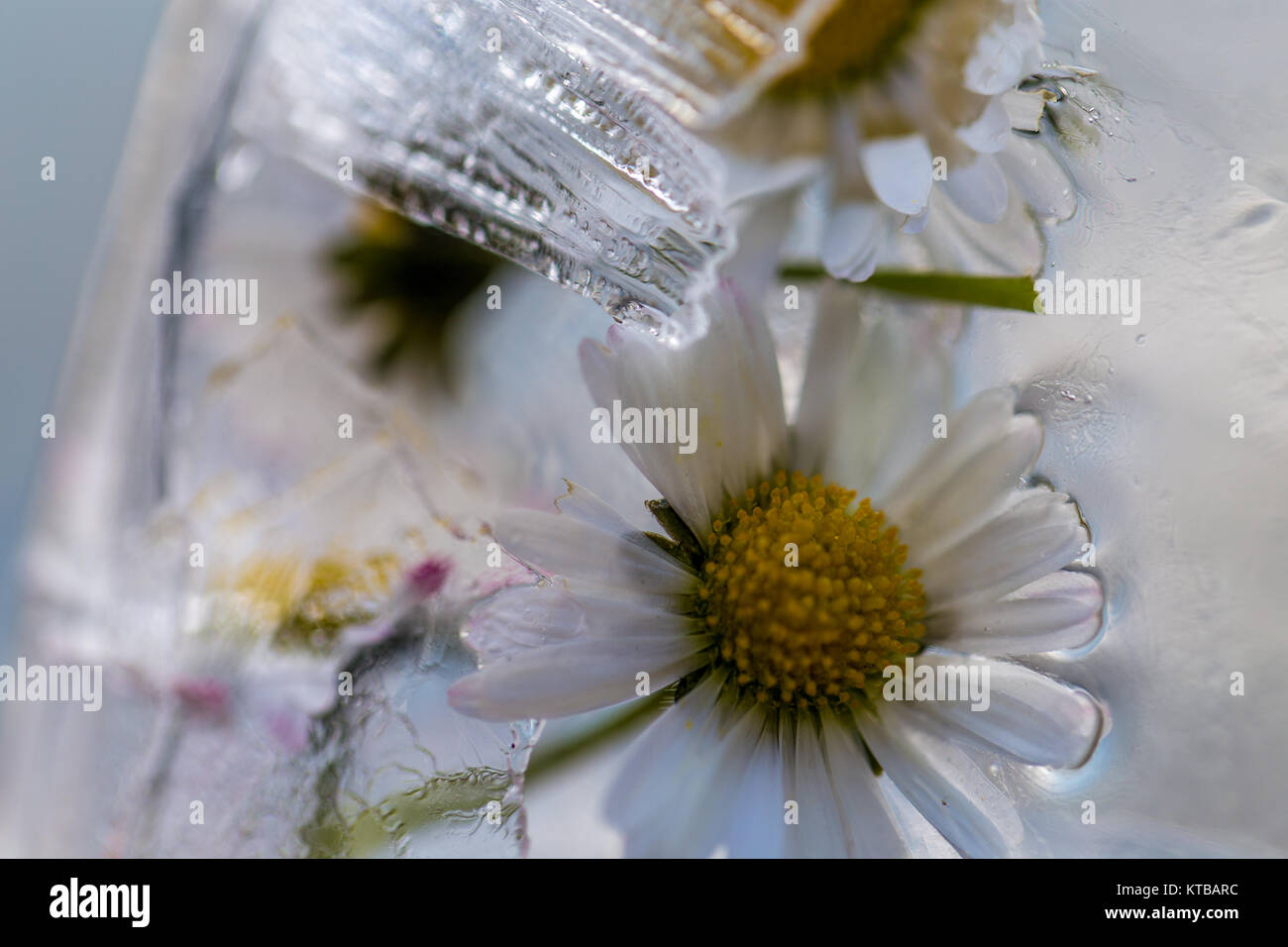 flowers in ice Stock Photo - Alamy