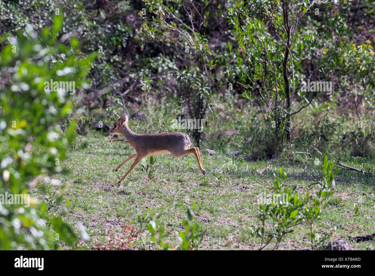 Dik dik running hi-res stock photography and images - Alamy