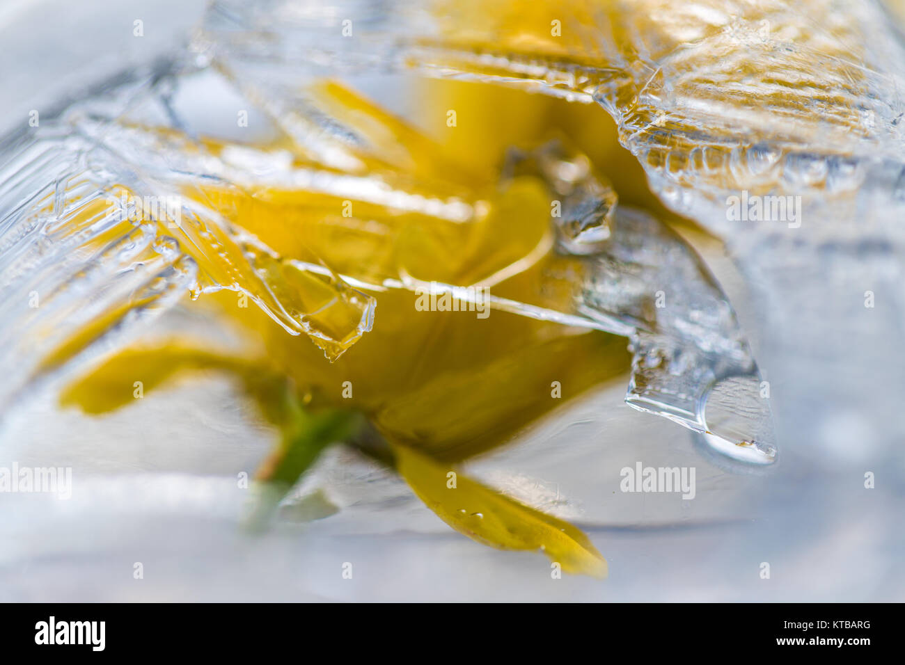 flowers in ice Stock Photo - Alamy