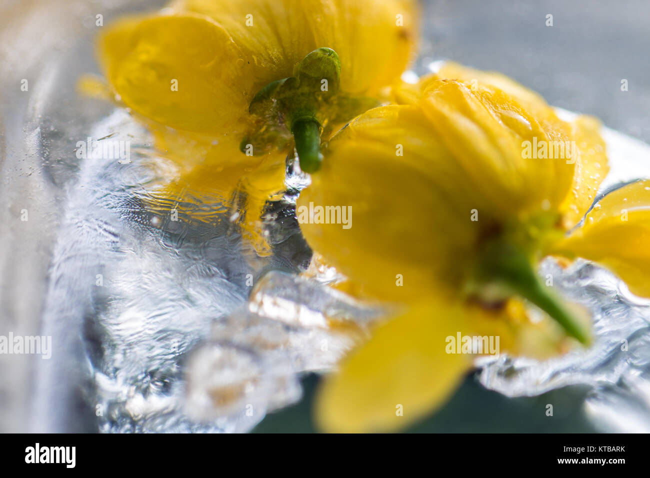 flowers in ice Stock Photo - Alamy