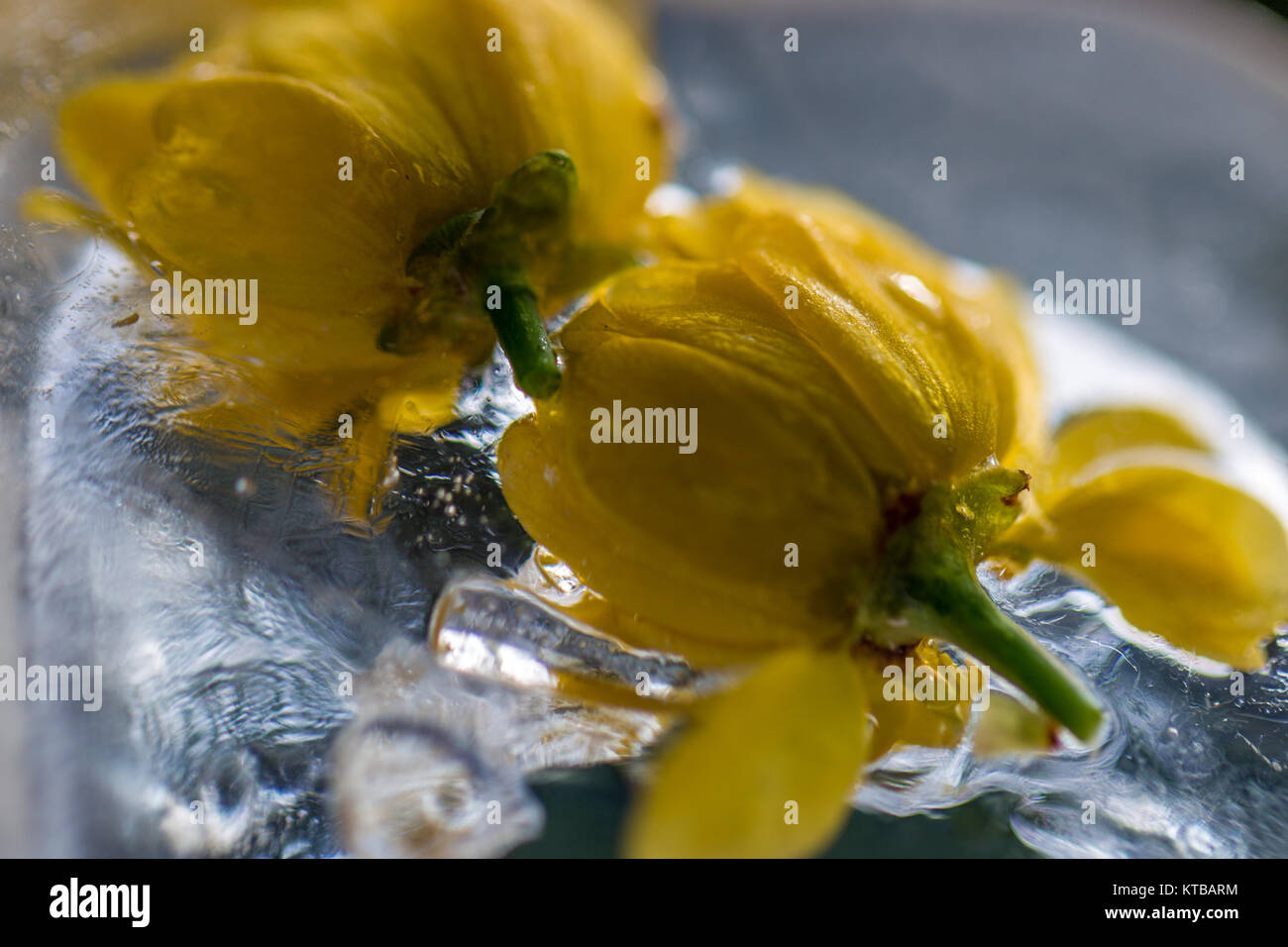 flowers in ice Stock Photo - Alamy