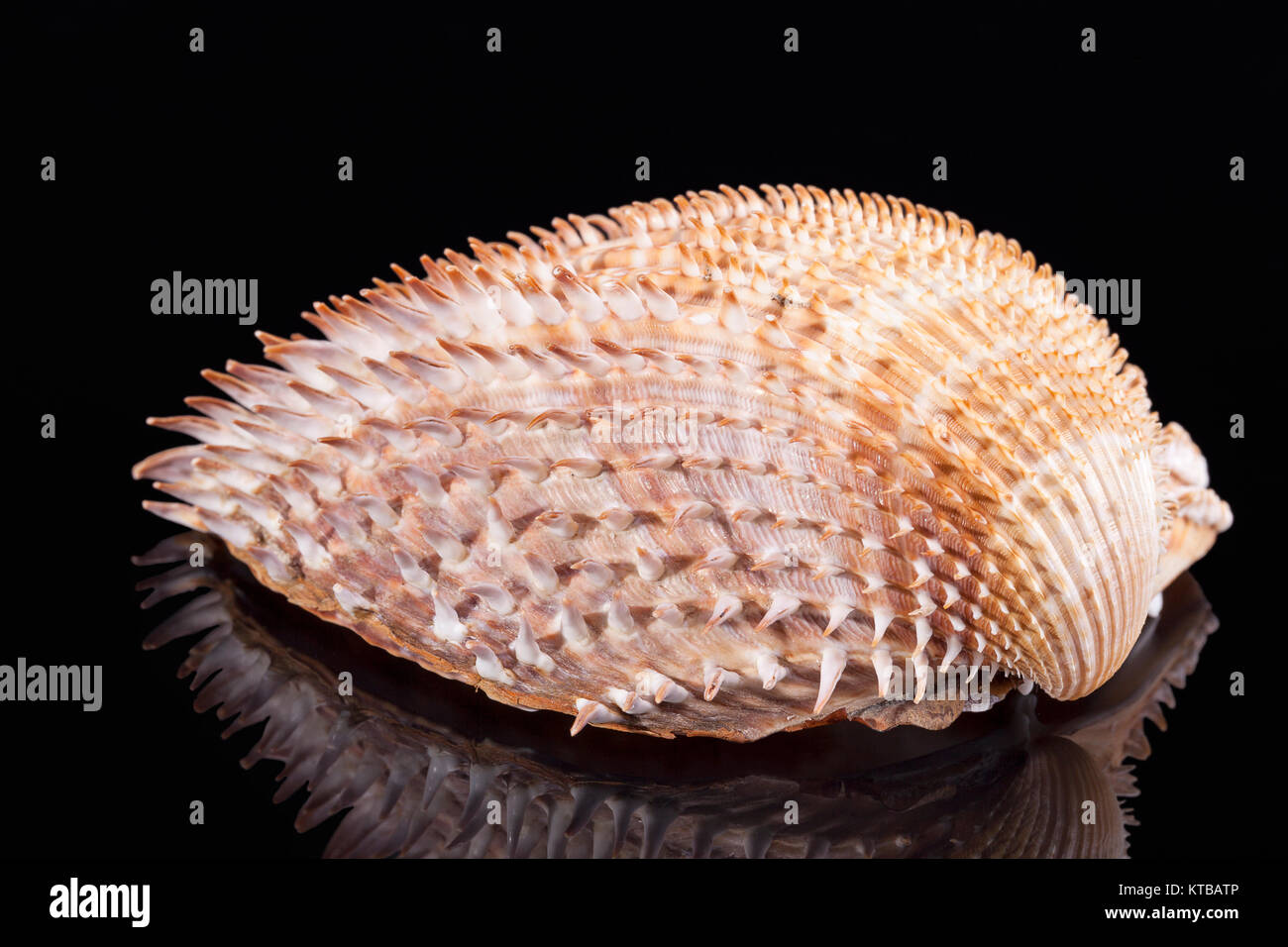 Single sea shell of mollusk isolated on black background Stock Photo ...