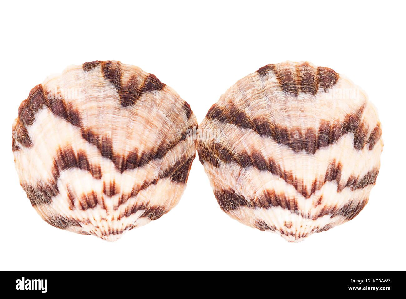 Two sea shells of mollusk isolated on white background Stock Photo - Alamy