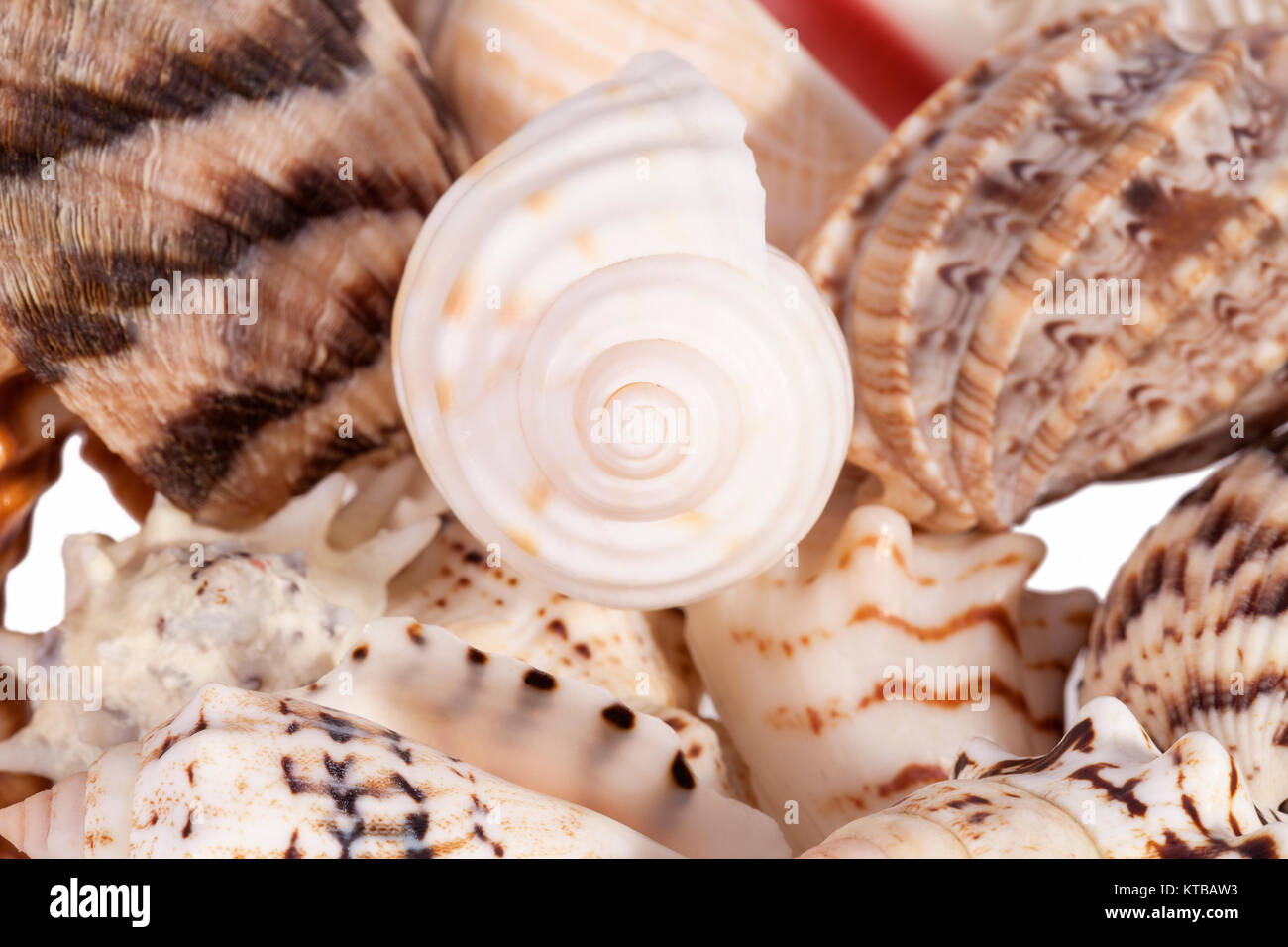 Background of various types of sea shells Stock Photo - Alamy