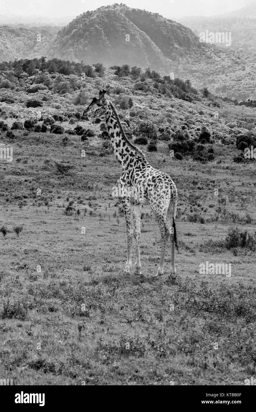 Meru national park view Black and White Stock Photos & Images - Alamy