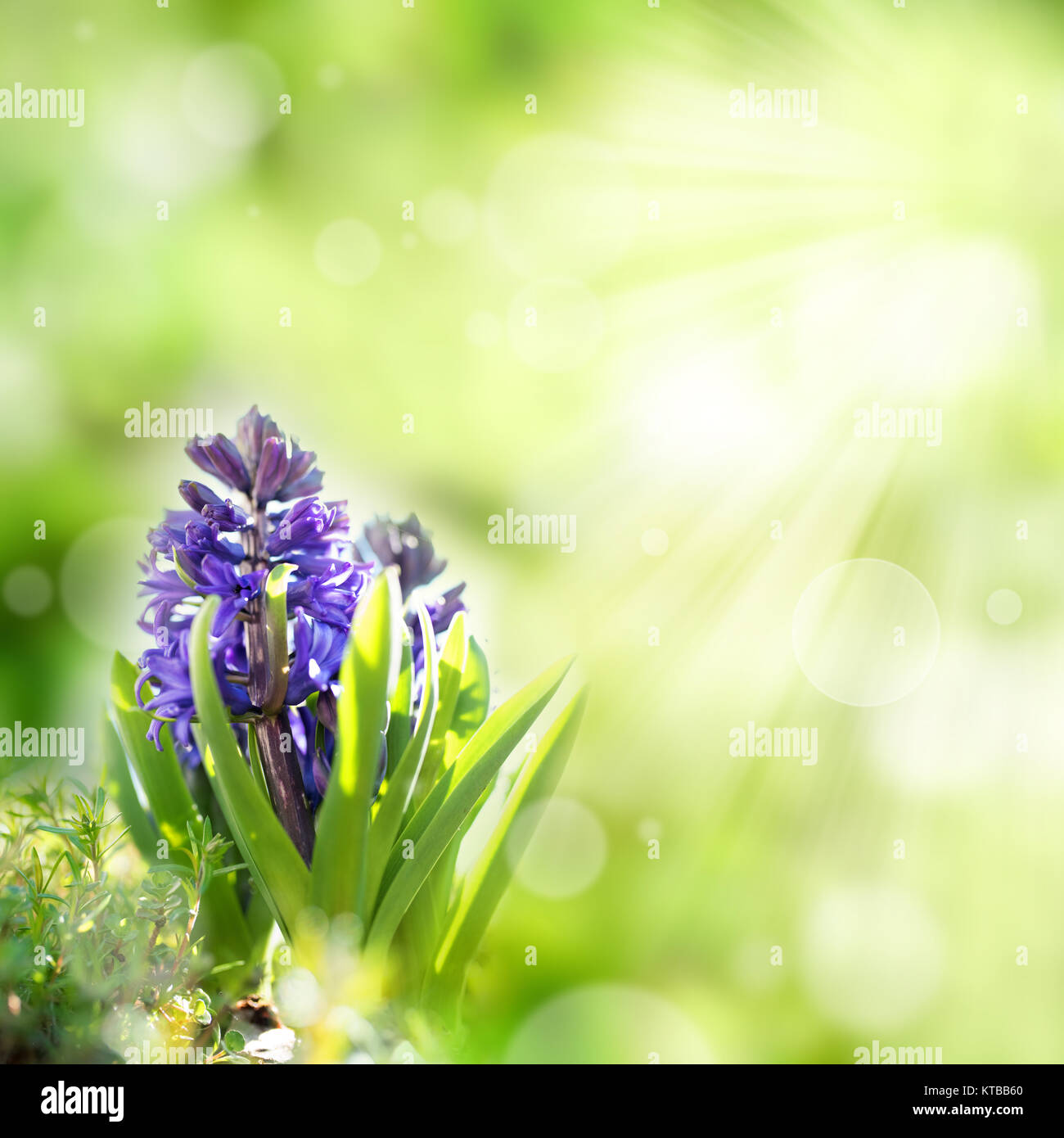 Hyacinth flowers in spring in front of a bright green background for a ...