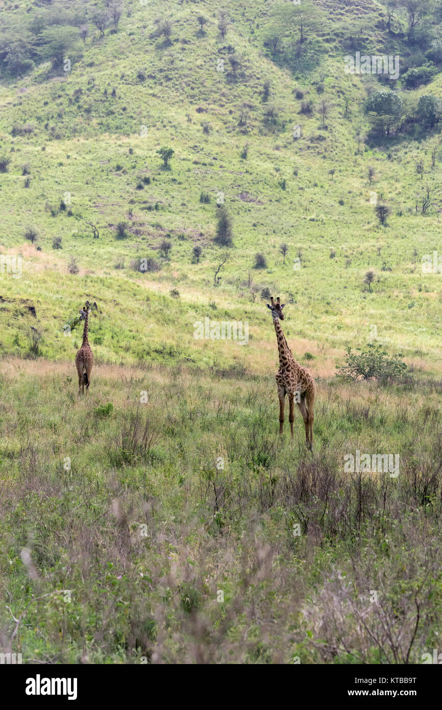 Lower slopes of mount meru hi-res stock photography and images - Alamy