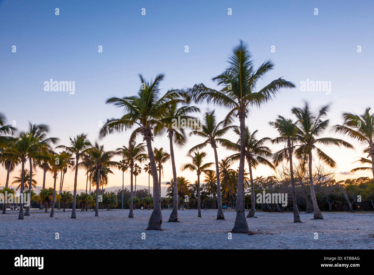Coconut palm trees at the beach in Miami. Florida, United States Stock ...