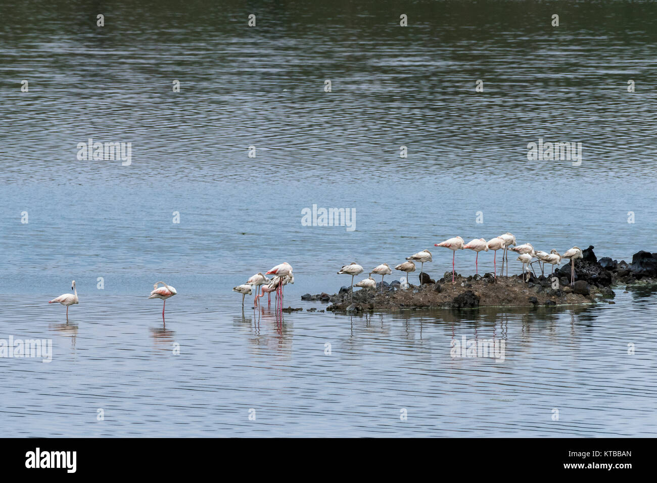 Flamingos (Phoenicopterus minor) in Momela Lake, Arusha National Park ...