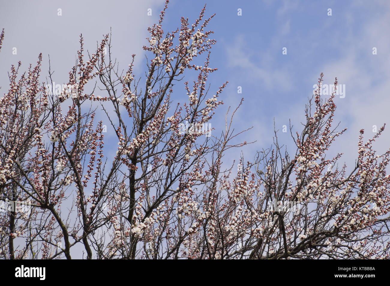 Spring flowering trees. Pollination of flowers of apricot. Blooming ...