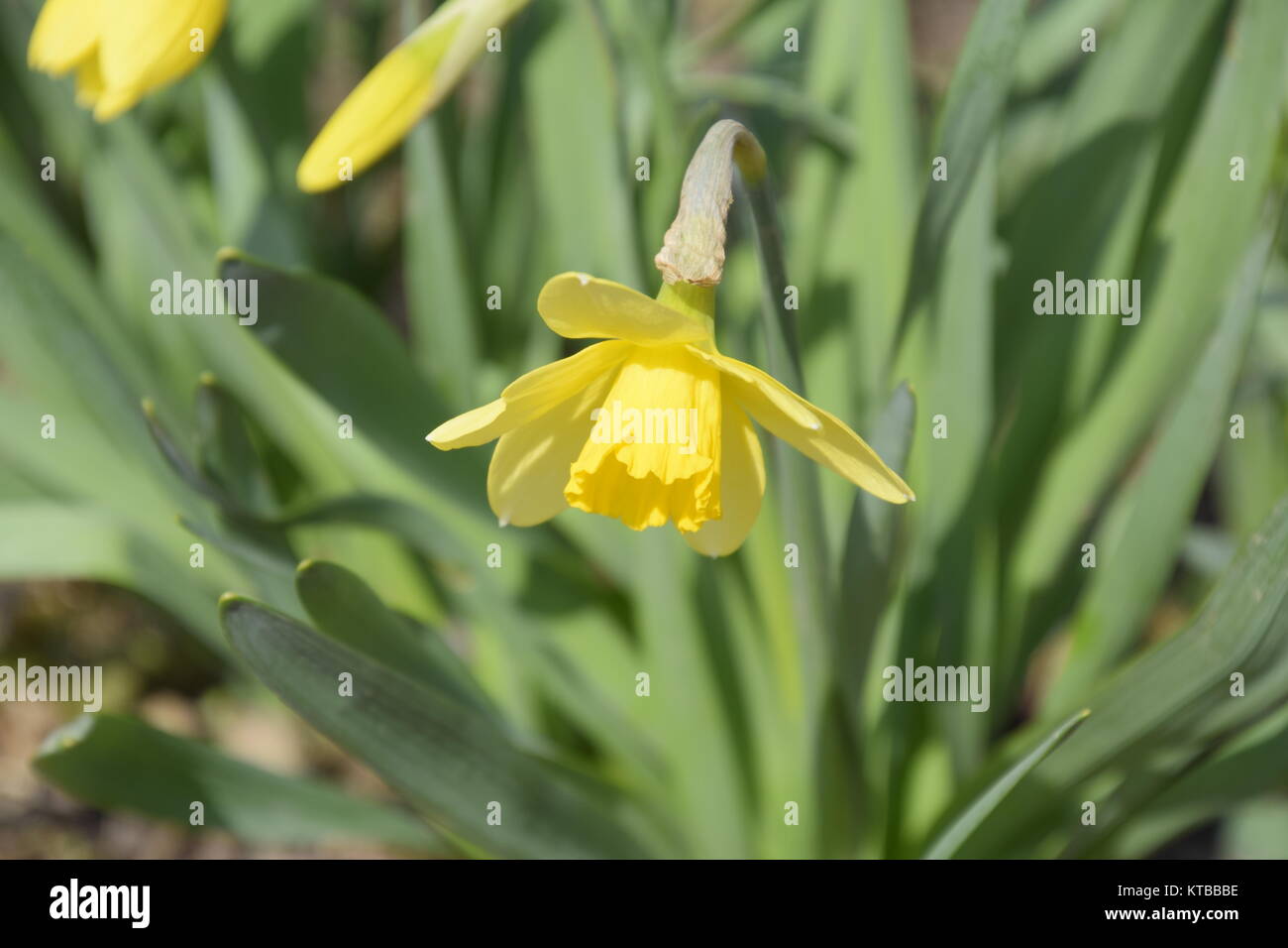 Spring flowering bulb plants in the flowerbed. Flowers daffodil yellow ...
