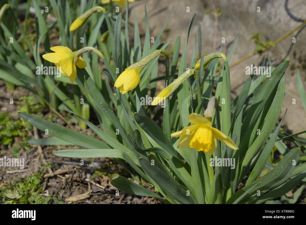 Spring flowering bulb plants in the flowerbed. Flowers daffodil yellow ...