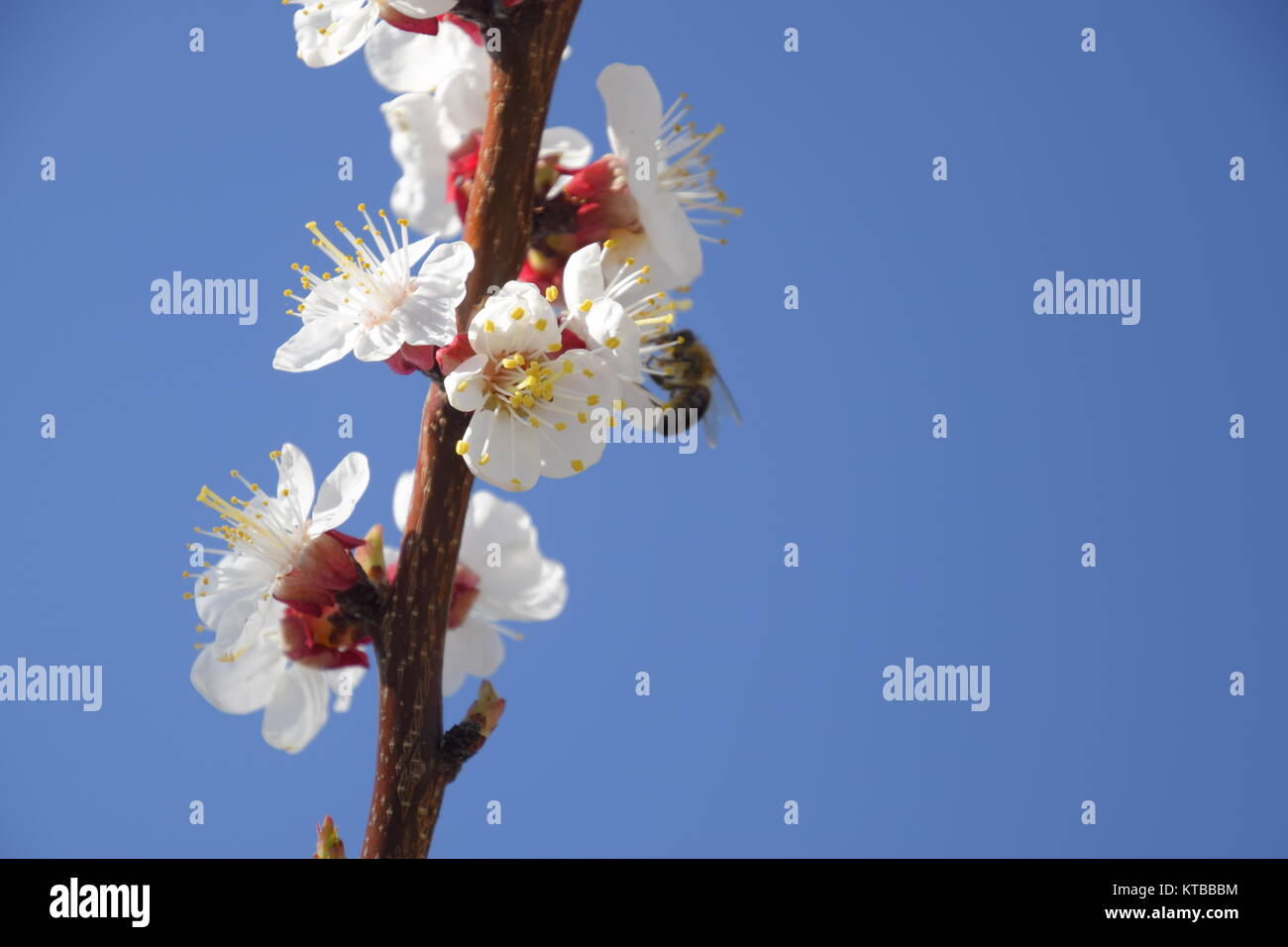 Spring flowering trees. Pollination of flowers of apricot. Blooming ...