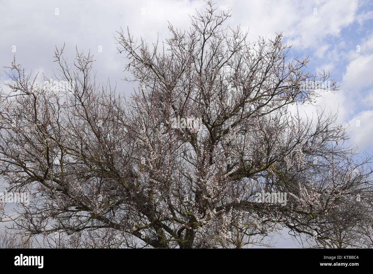 Spring flowering trees. Pollination of flowers of apricot. Blooming ...