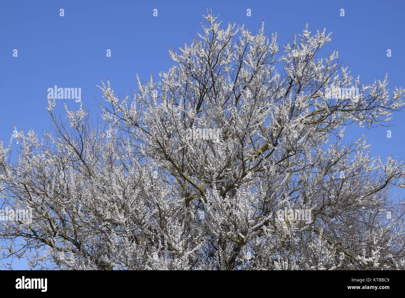 Spring flowering trees. Pollination of flowers of apricot. Blooming ...