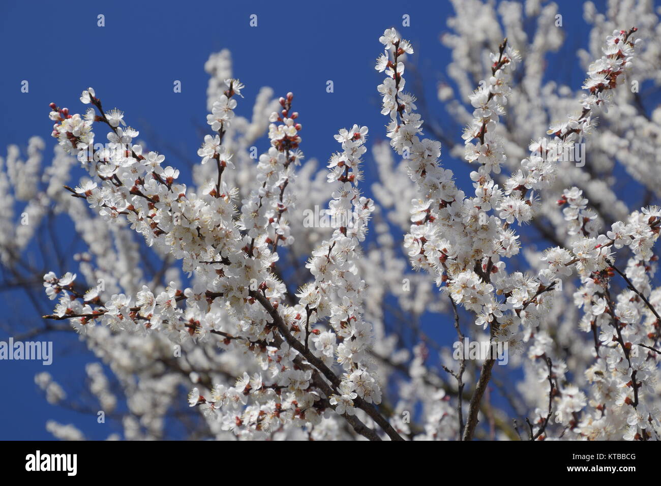 Spring flowering trees. Pollination of flowers of apricot. Blooming ...