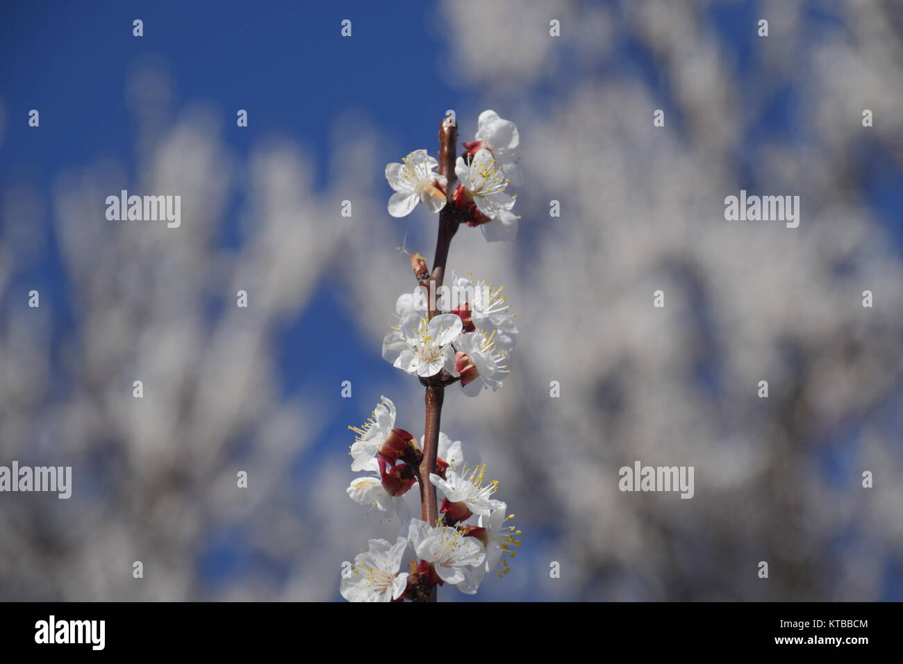 Spring flowering trees. Pollination of flowers of apricot. Blooming ...