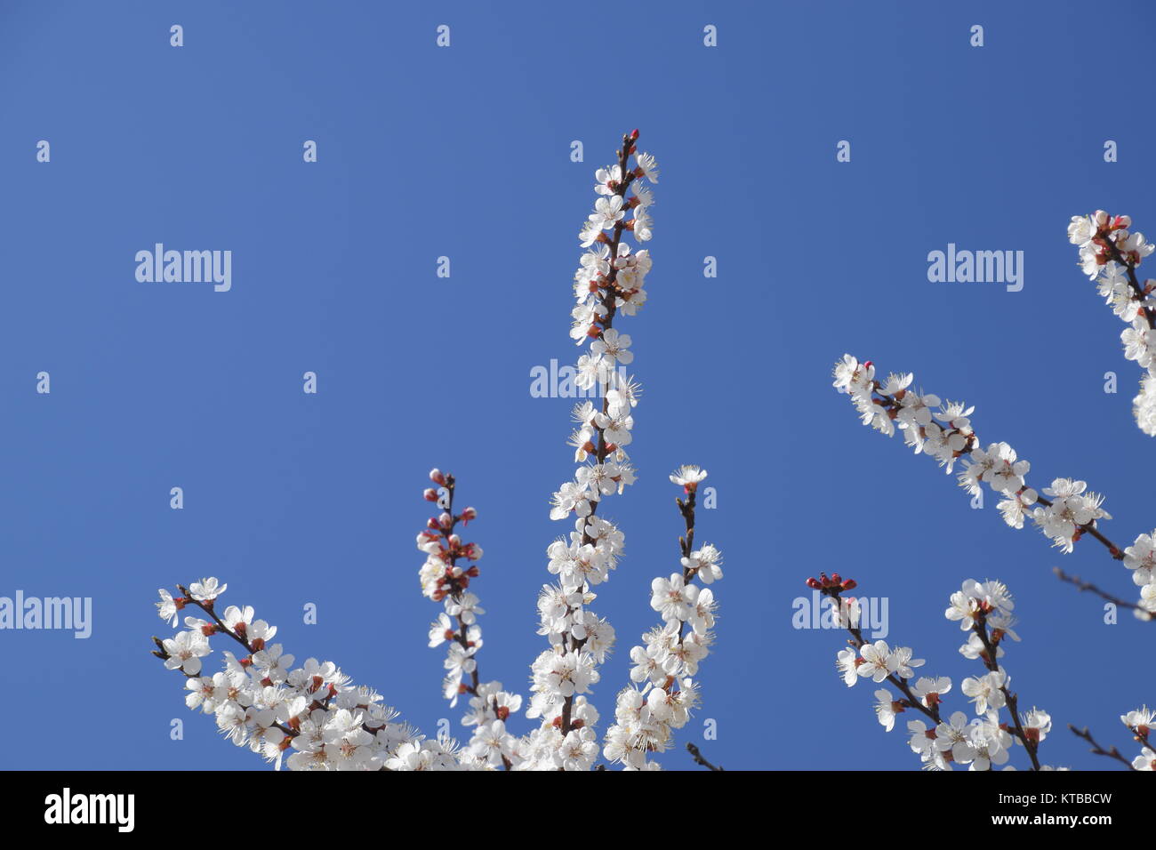 Spring flowering trees. Pollination of flowers of apricot. Blooming ...