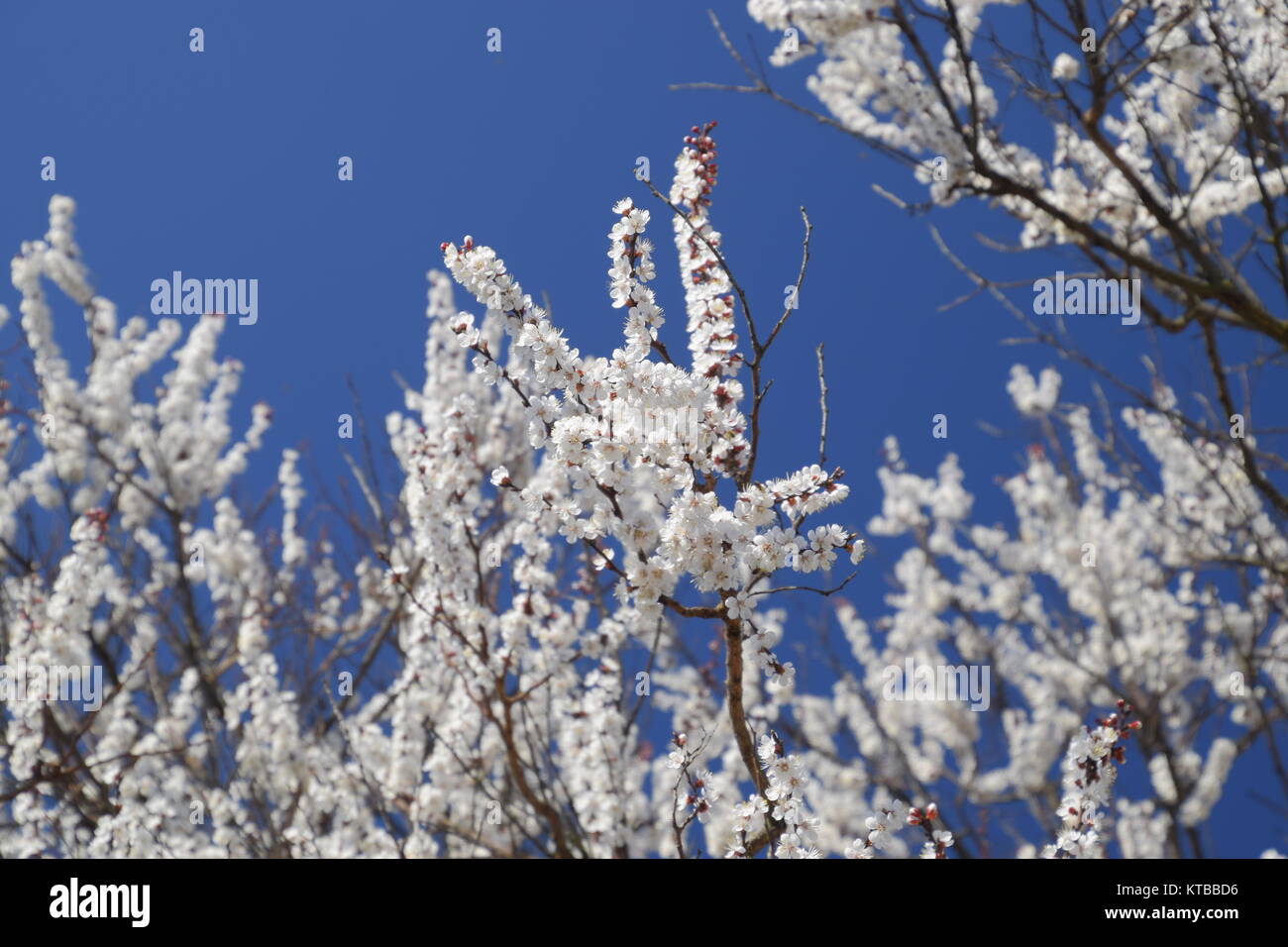 Spring flowering trees. Pollination of flowers of apricot. Blooming ...