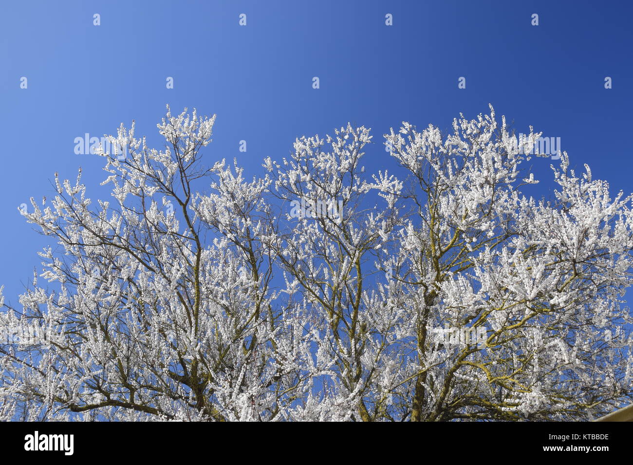 Spring flowering trees. Pollination of flowers of apricot. Blooming ...