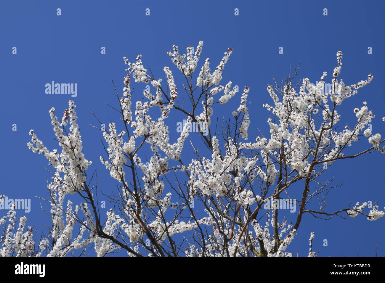 Spring flowering trees. Pollination of flowers of apricot. Blooming ...