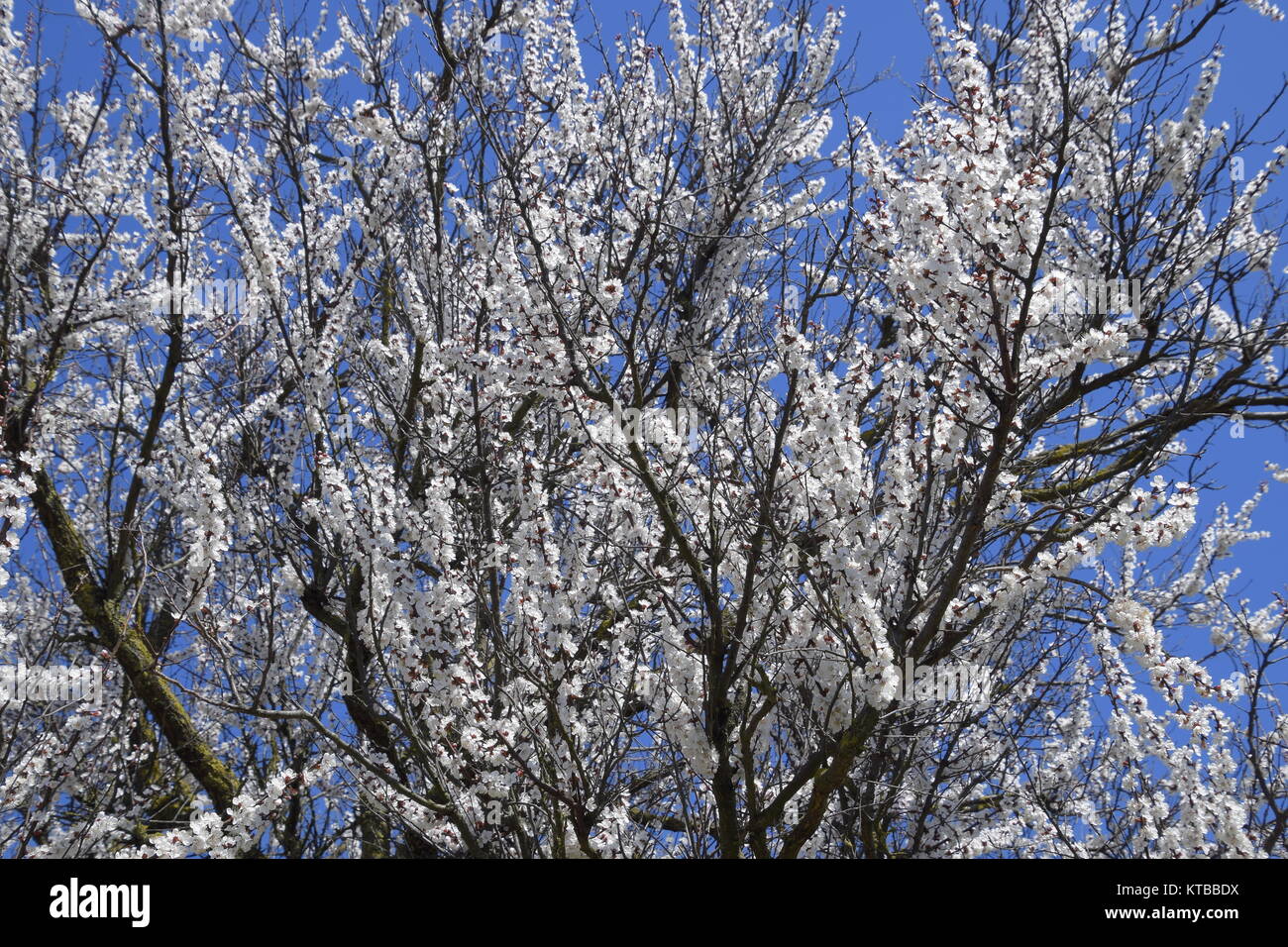 Spring flowering trees. Pollination of flowers of apricot. Blooming ...